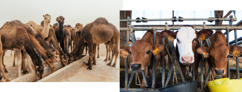 Animal Cloning: Camel and Cow Cloning Services & Research